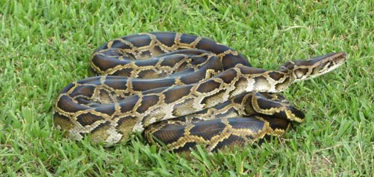 How Are Pythons Affecting the Florida Everglades? | Backwoods Airboat ...