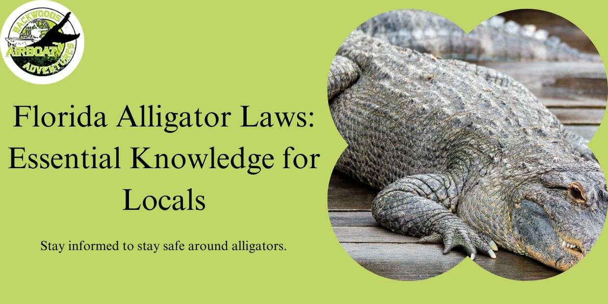 Florida Alligator Laws: Essential Knowledge for Locals (Updated 2024)