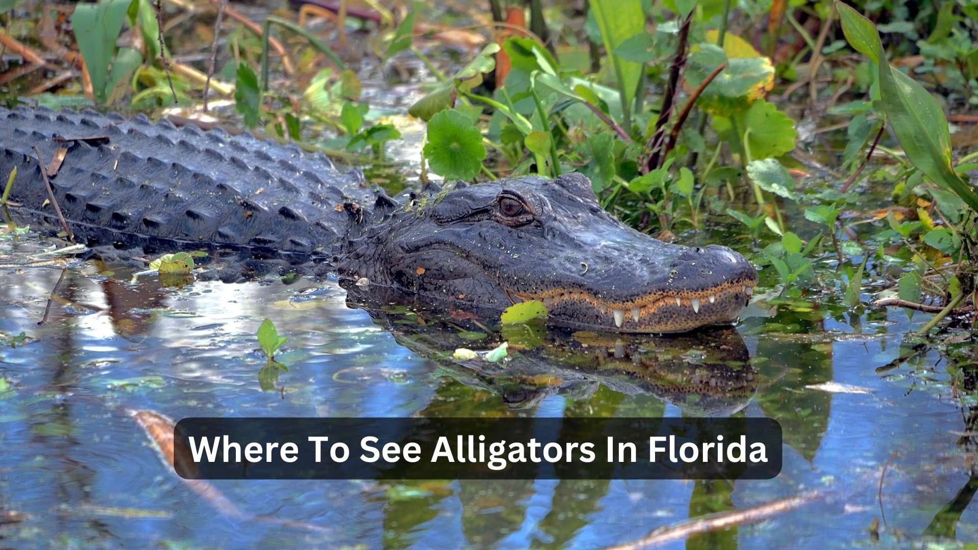 Where Can You Find Alligators in Florida?