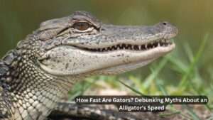 How fast are gators? Debunking Myths About an Alligator’s Speed