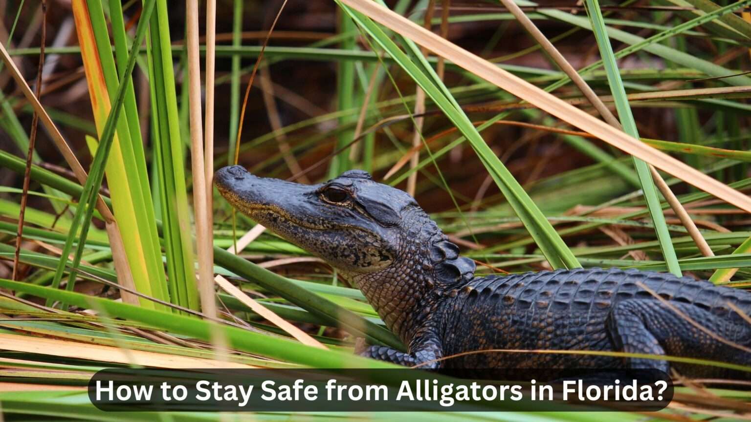 Essential Tips for Staying Safe from Alligators in Florida