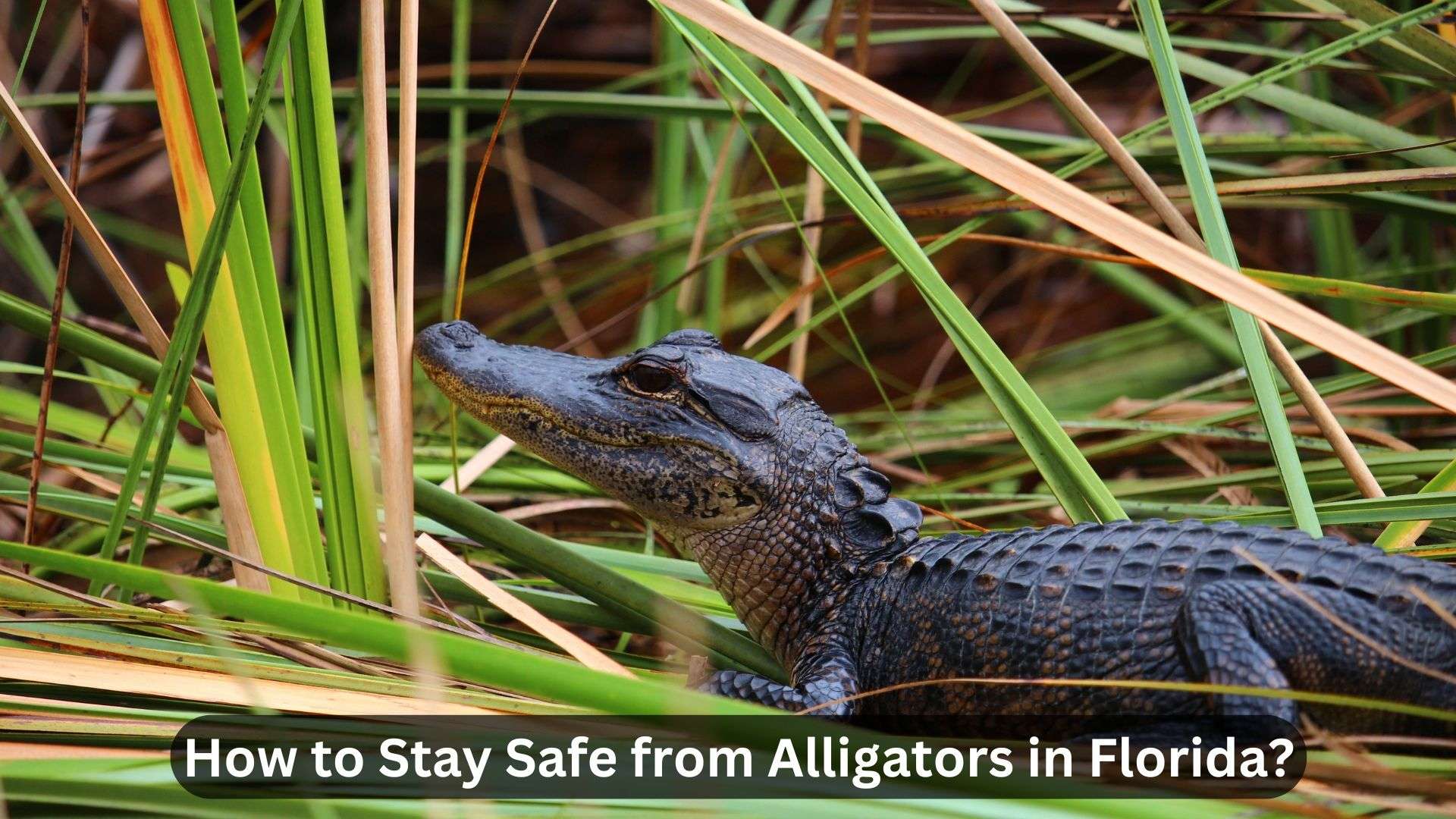 Essential Tips for Staying Safe from Alligators in Florida