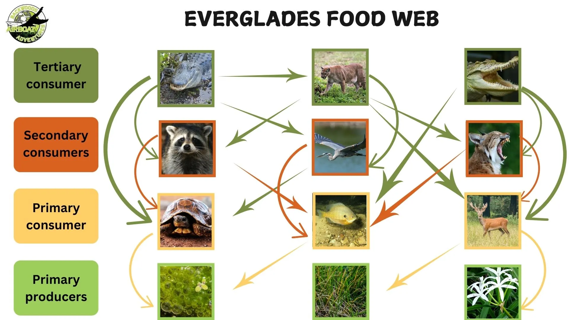 Everglades Food Chain Diagram The River Food Web