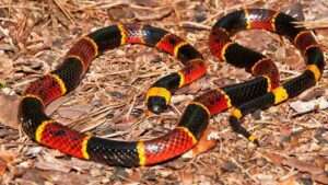 What Coral Snakes Eat: Exploring Their Diet